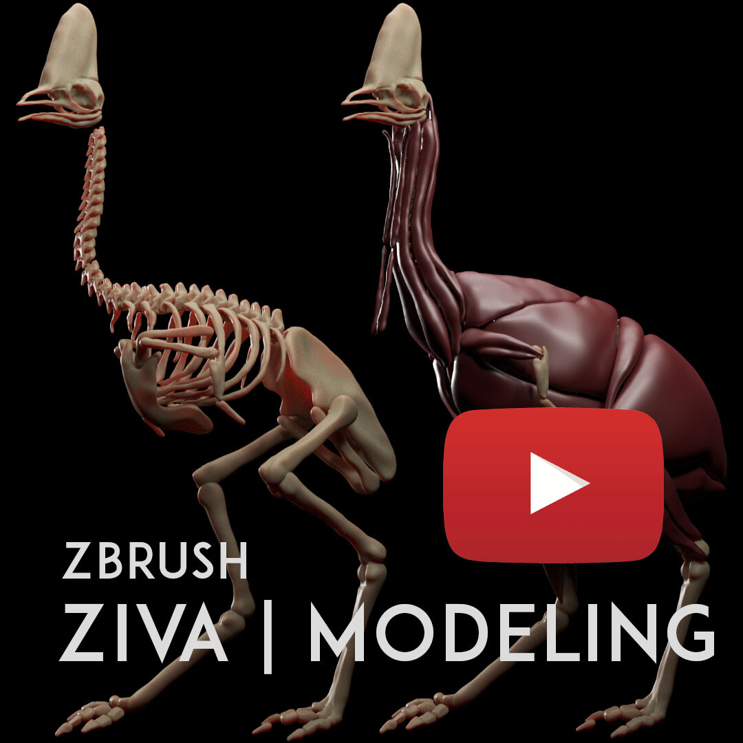 ArtStation - Cassowary | Modeling for Ziva Dynamcis