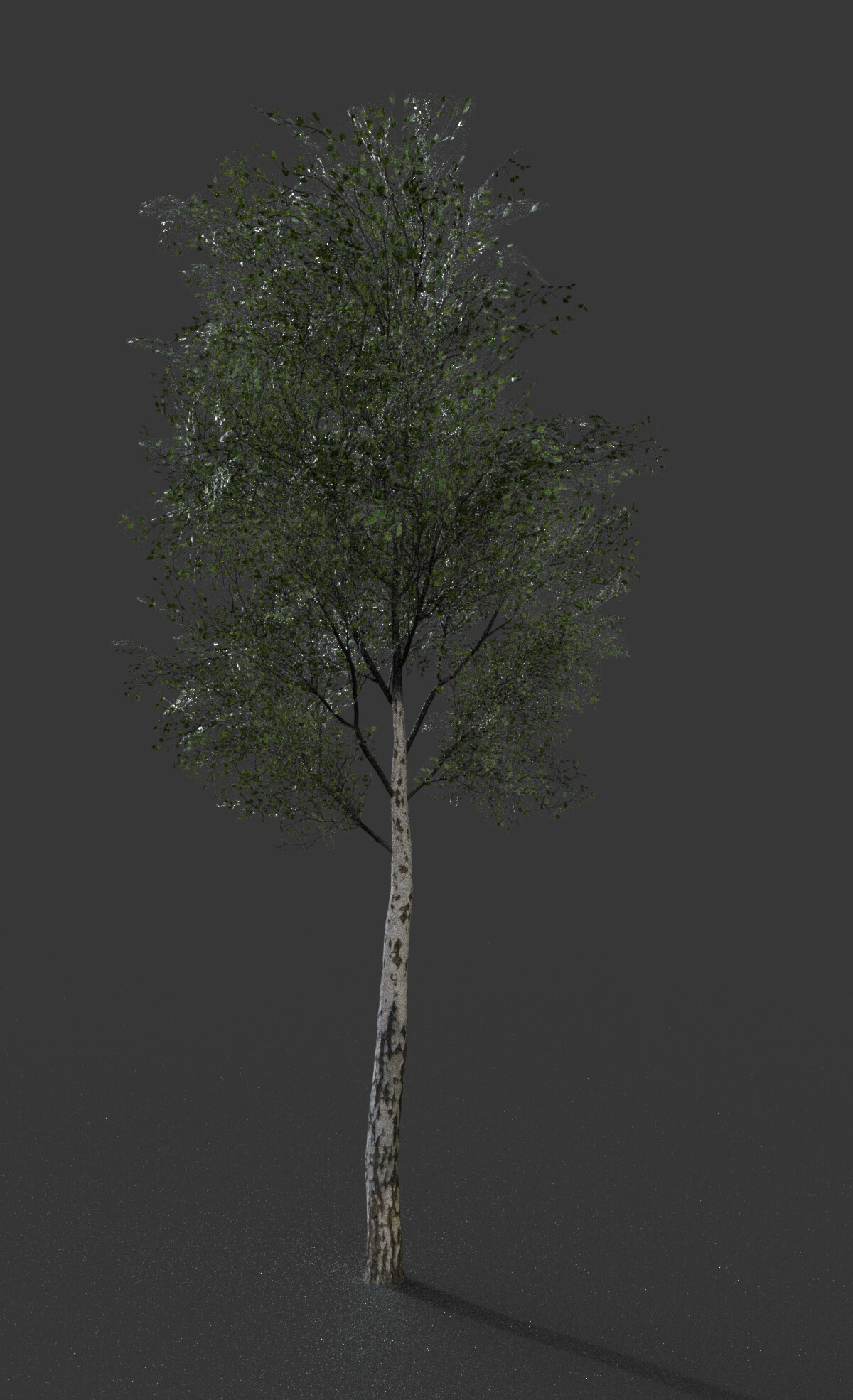 ArtStation - Birch tree, First version