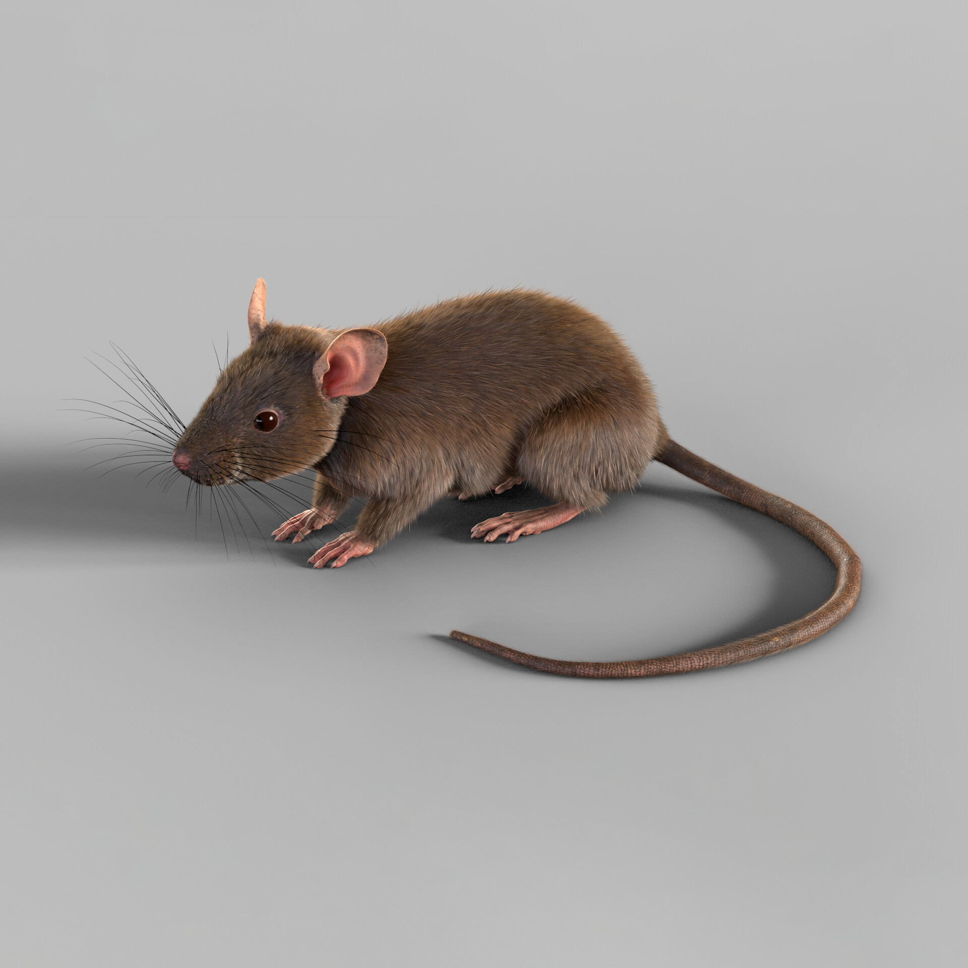 ArtStation - Mouse - Pico da Neblina - HBO series @O2 Filmes