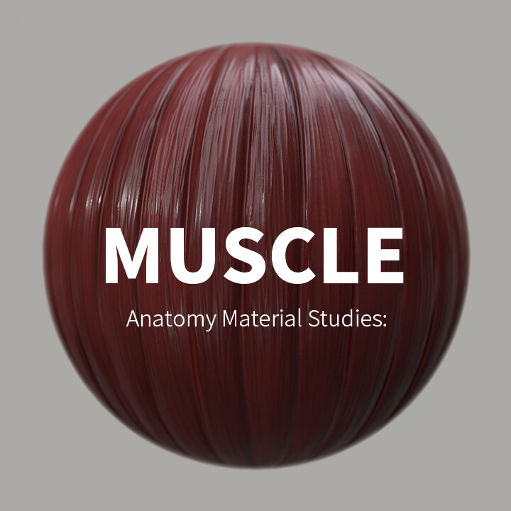 ArtStation - Anatomy Material Studies: Muscle