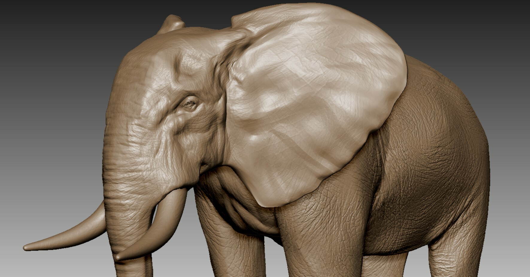 Max Chen - Elephant Study