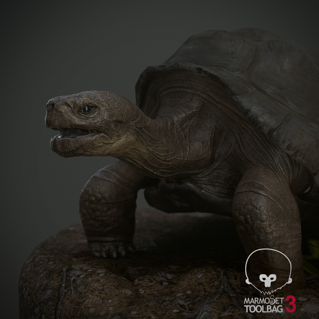 ArtStation - Galapagos Tortoise - Textured, Lowpoly