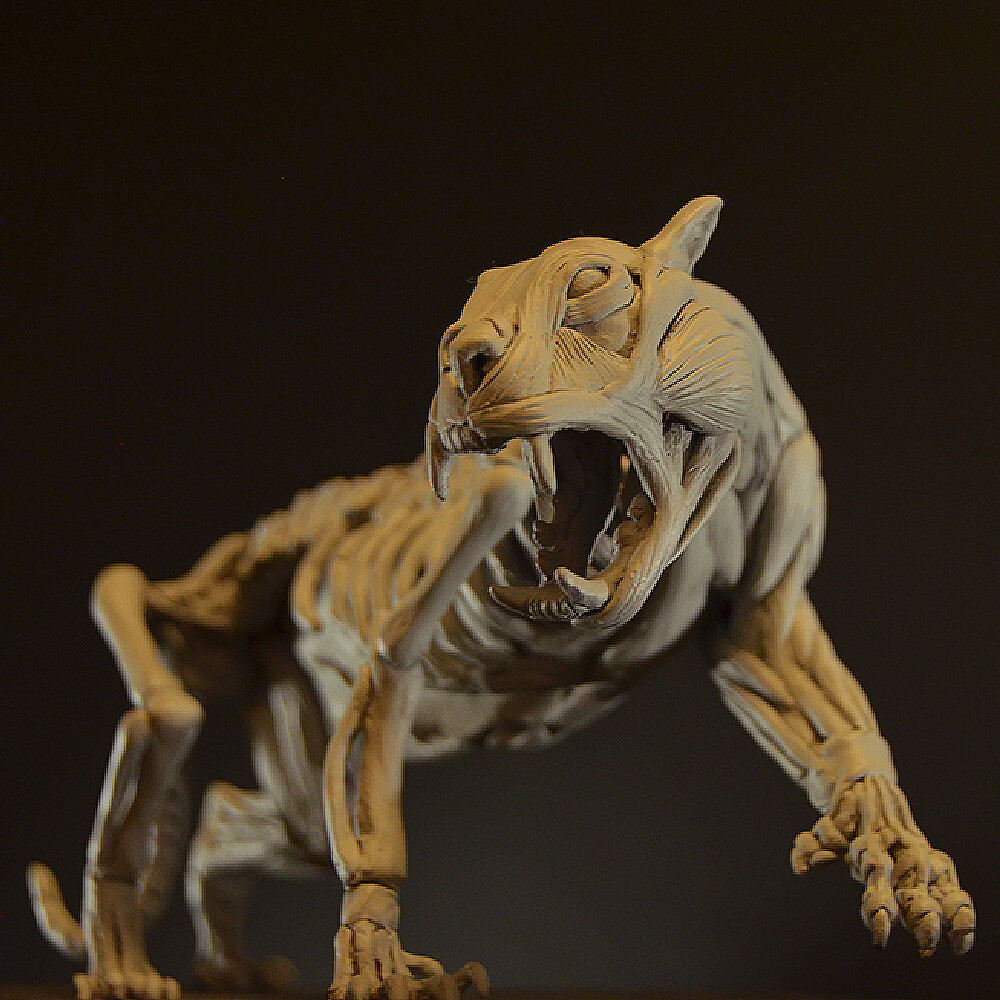 ArtStation - Anatomy: Tiger