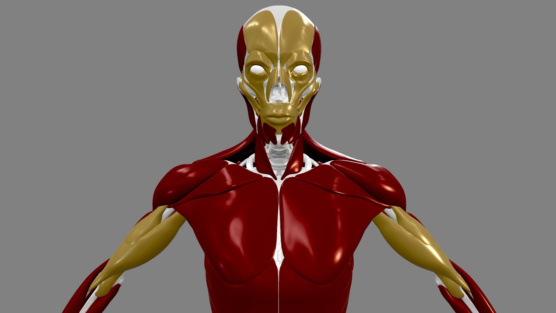 ArtStation - Muscle anatomy Study