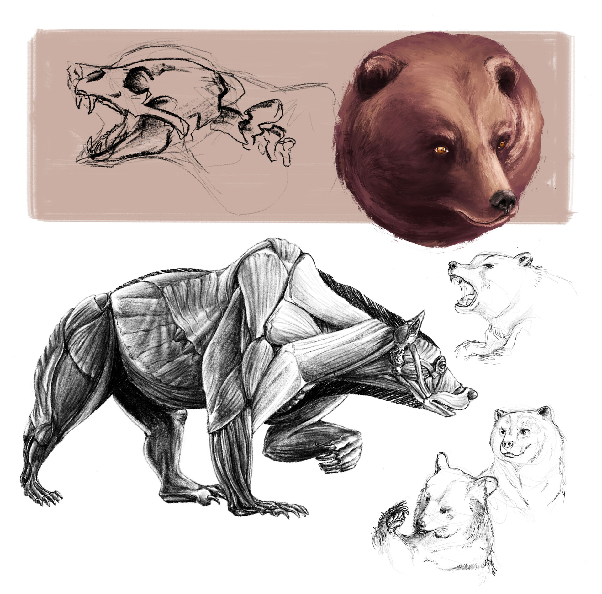 ArtStation - Bear Anatomy Studies