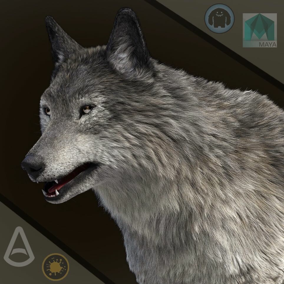 ArtStation - wolf_animation