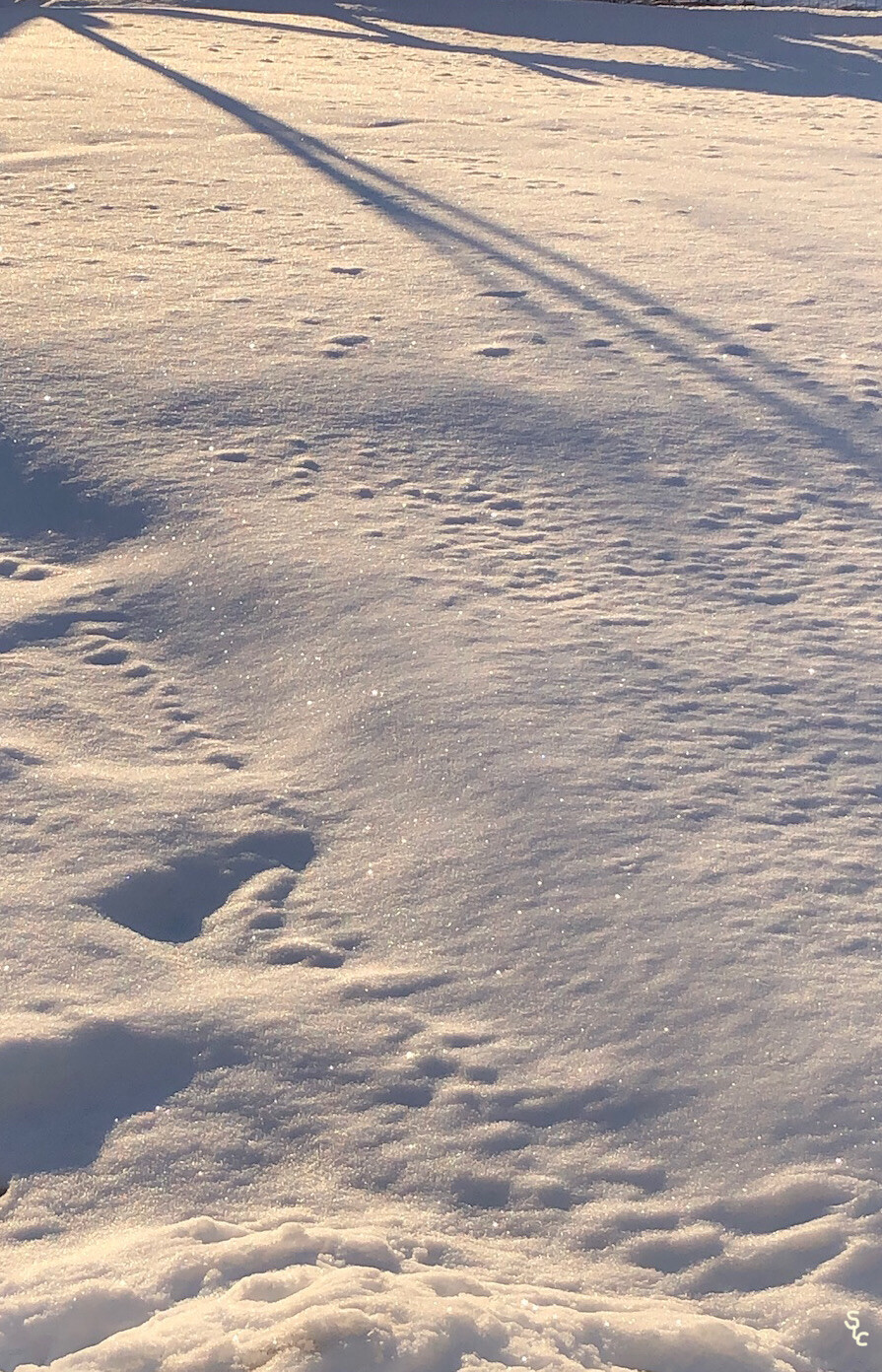 ArtStation - Diamonds In The Snow - 2