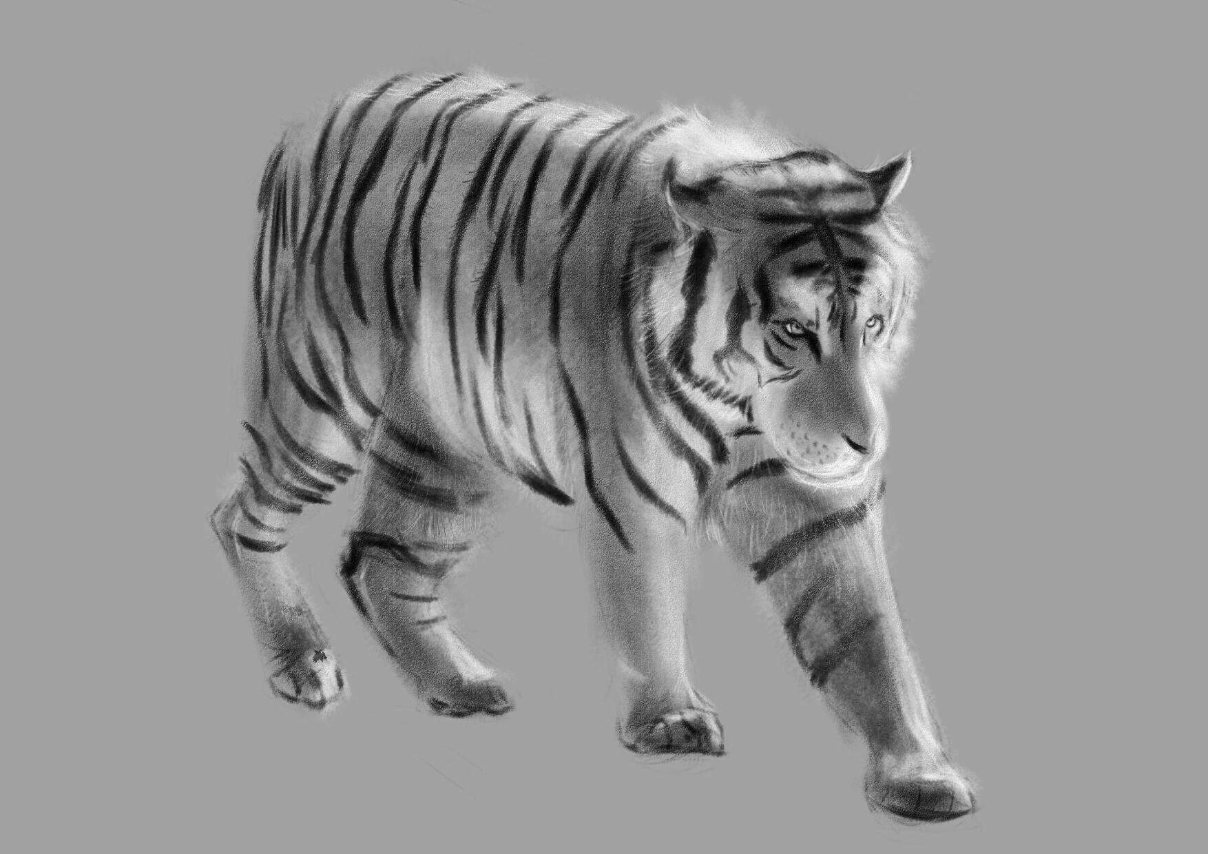 ArtStation - Tiger Study.