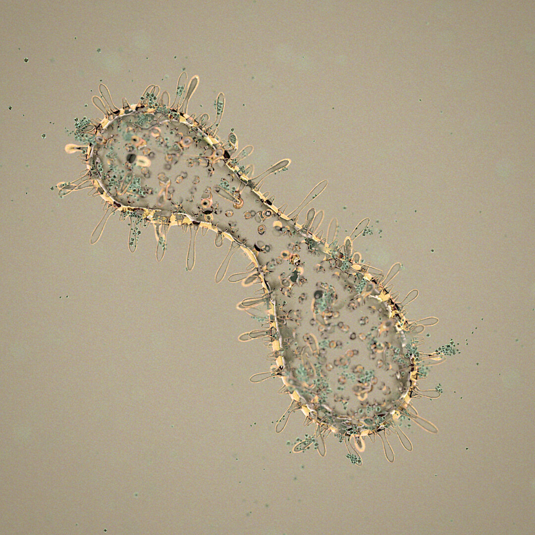 ArtStation - Microbes fighting. 3d animation.