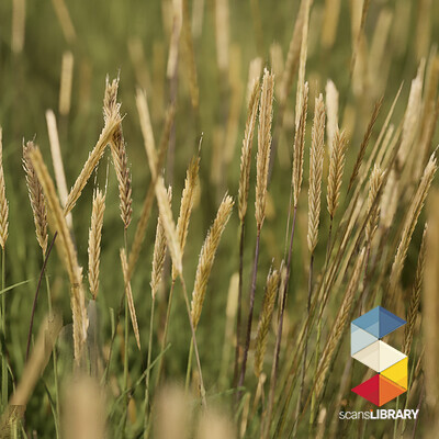 ArtStation - Meadow Reeds - ScansLibrary