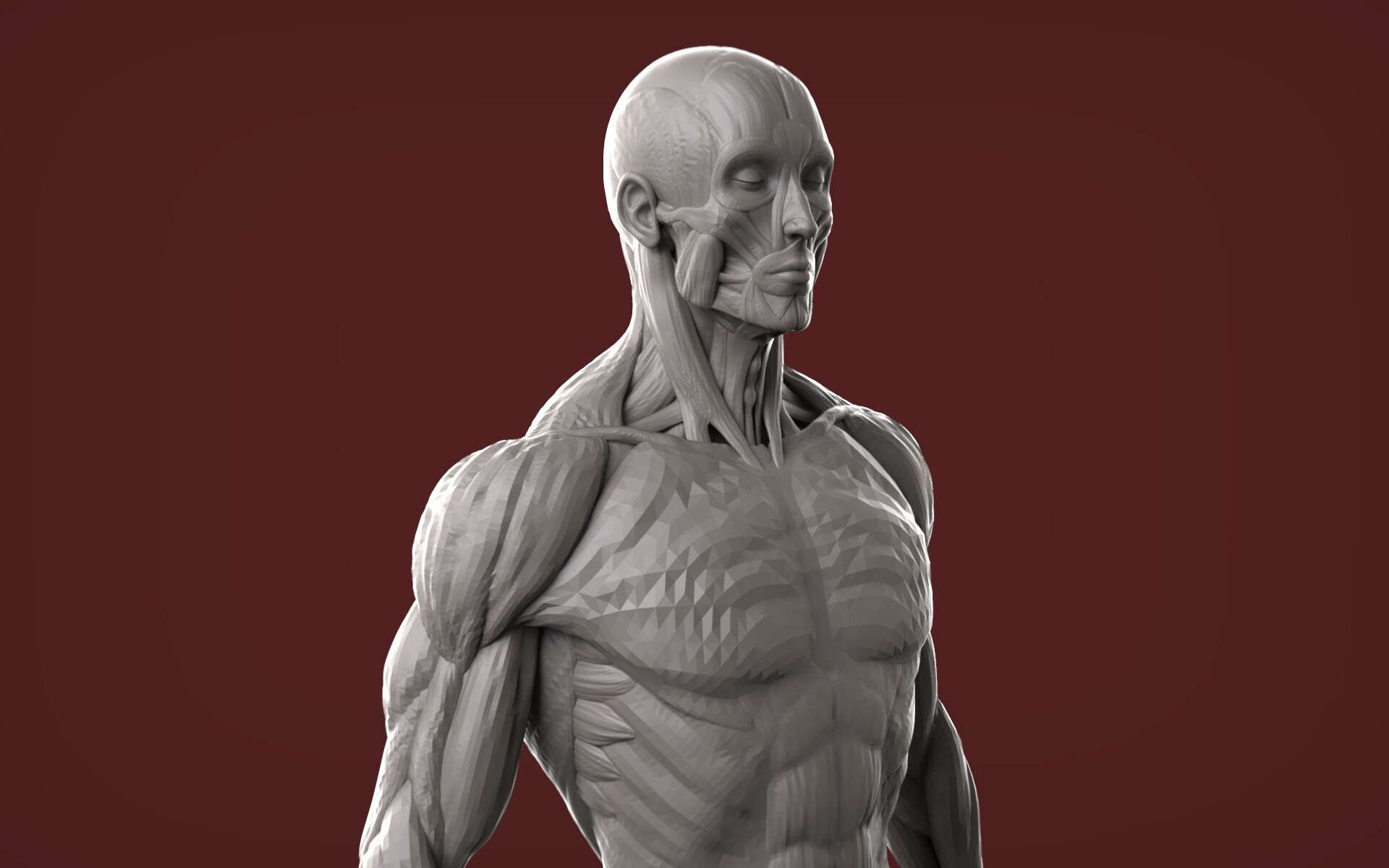 ArtStation - Anatomy Study