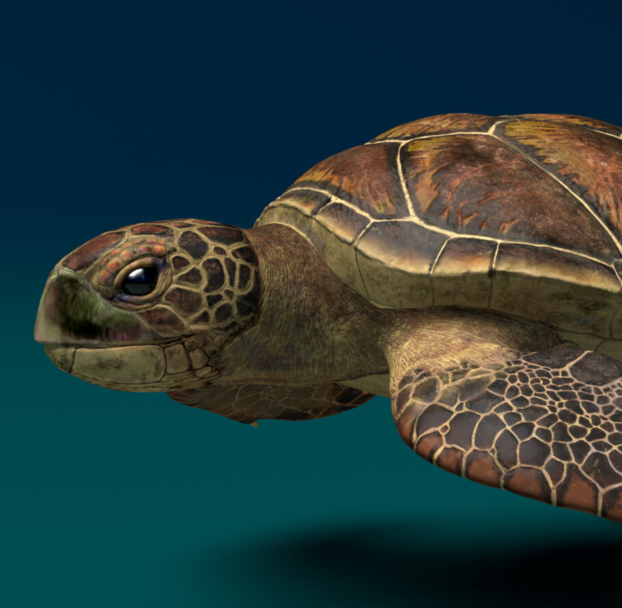 ArtStation - Turtle