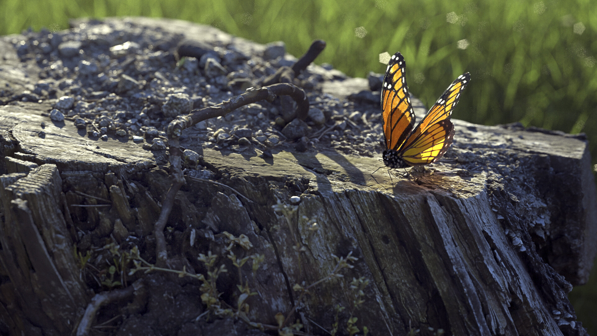 ArtStation - Spring Monarch