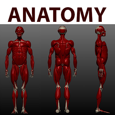 ArtStation - Anatomy Study