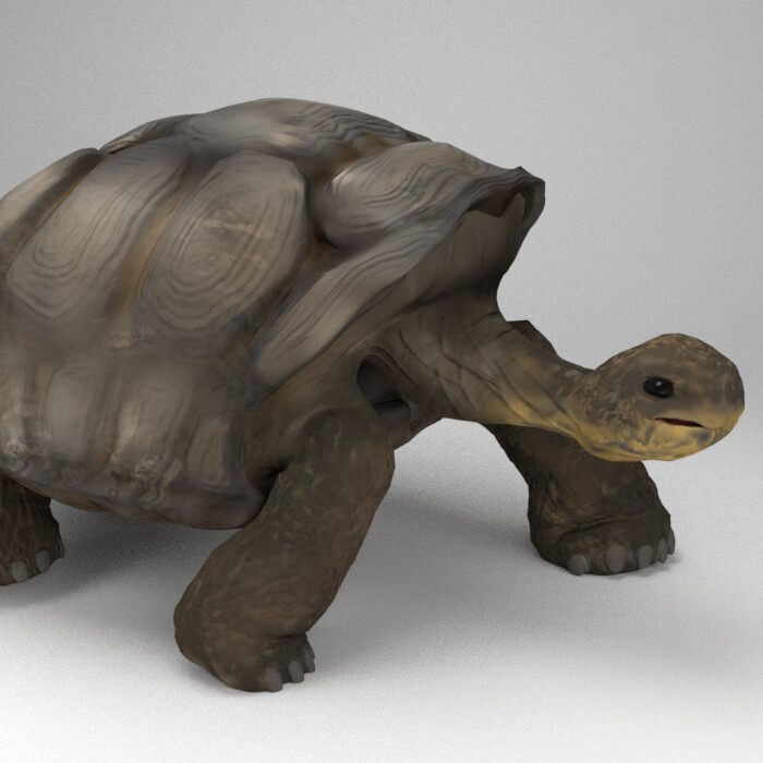 ArtStation - Galapagos Giant Tortoise - Galapagos Conservation Trust