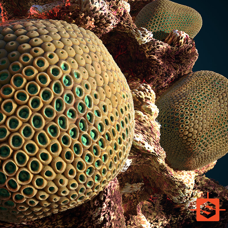 ArtStation - Star Coral Material - Substance Designer