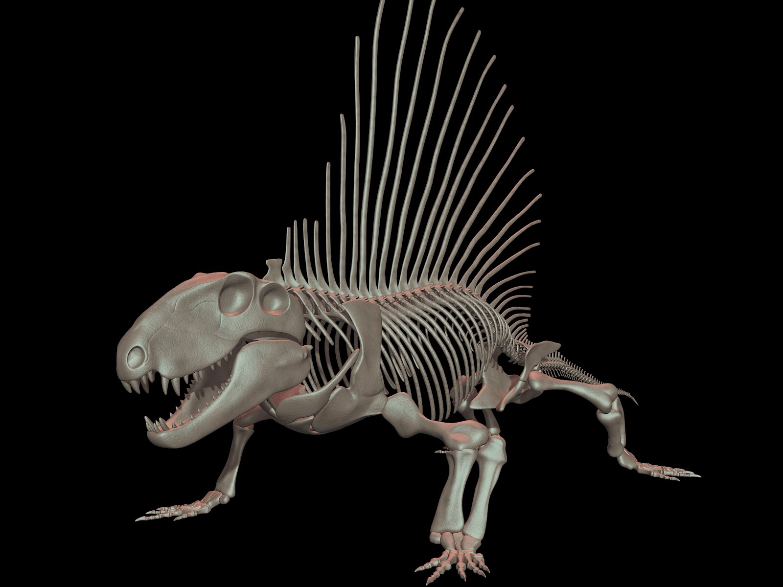 ArtStation - Dimetrodon Skeleton