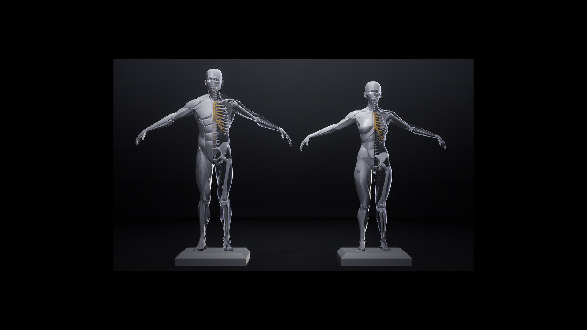 ArtStation - Planar Anatomy (male & female)