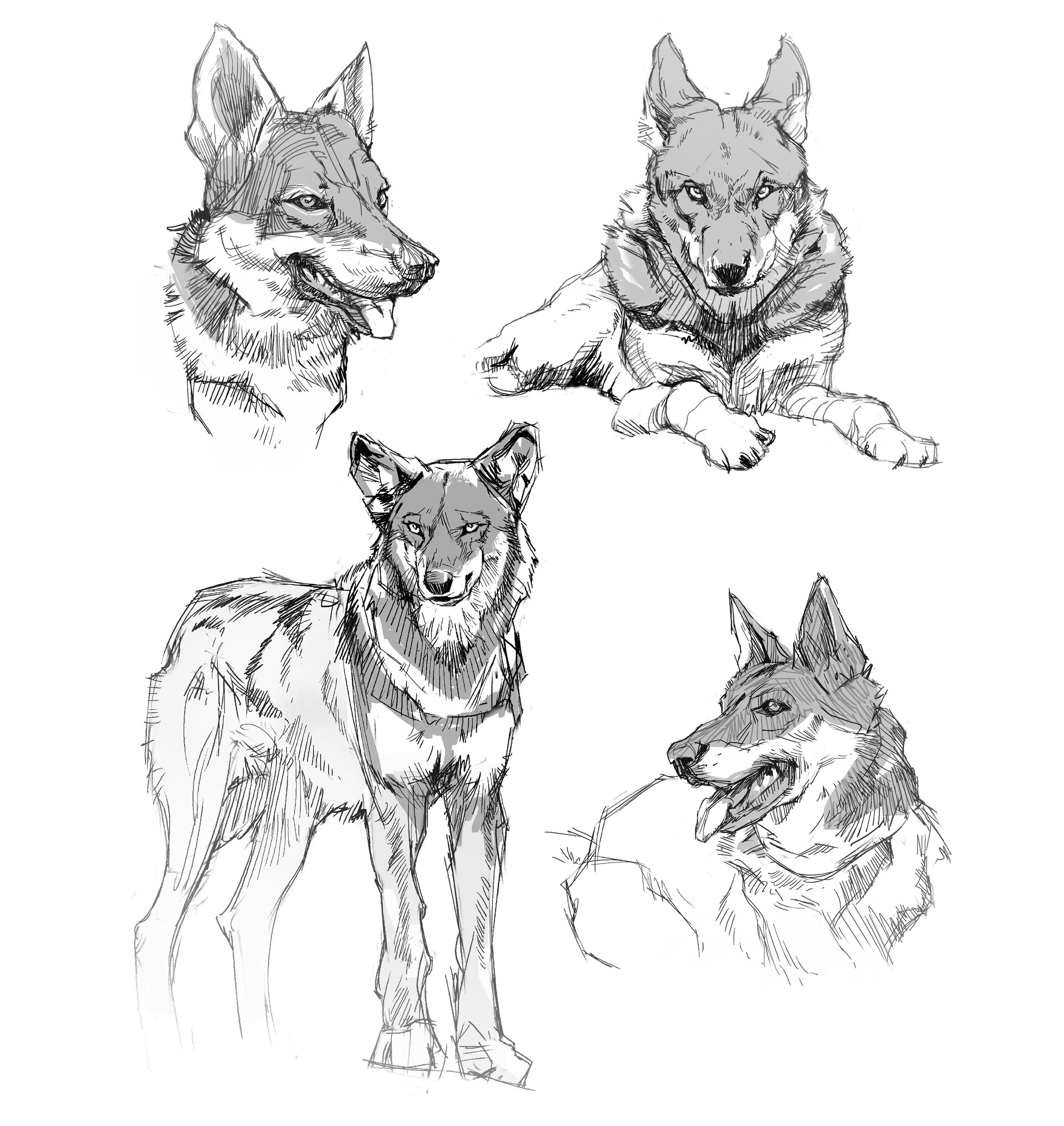 ArtStation - Wolf Sketches