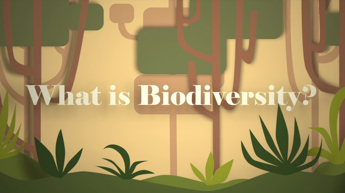 ArtStation - Biodiversity (Final Project)