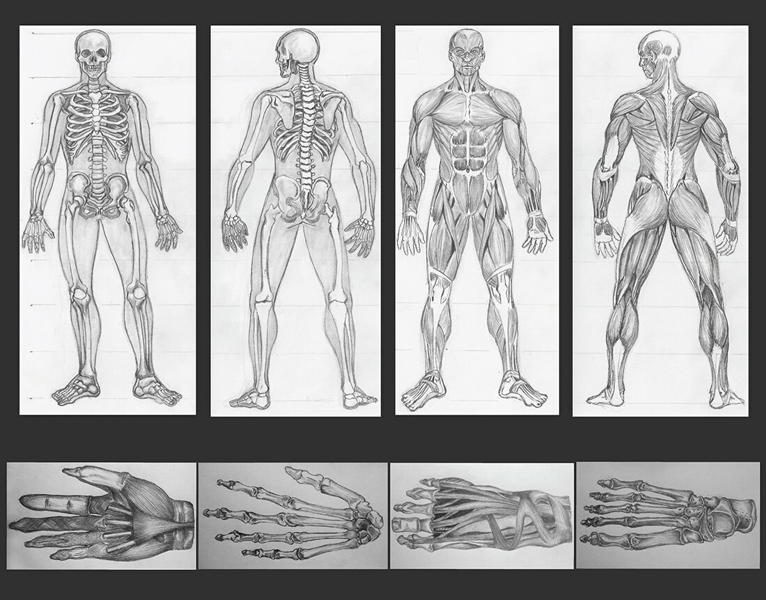 ArtStation - Drawing Foundation / Life Drawing and Anatomy Practice ...