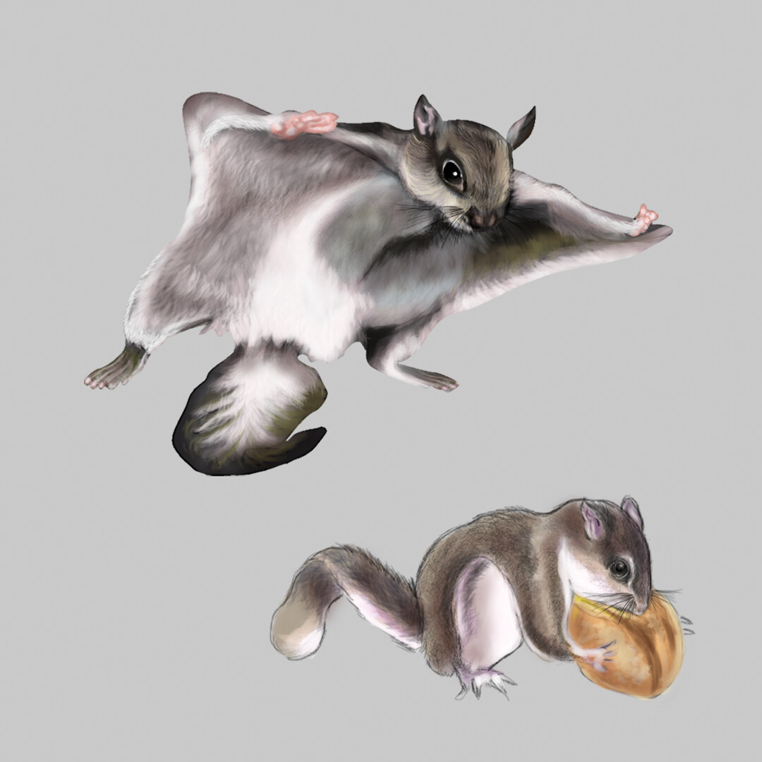 ArtStation - Northern flying squirrel