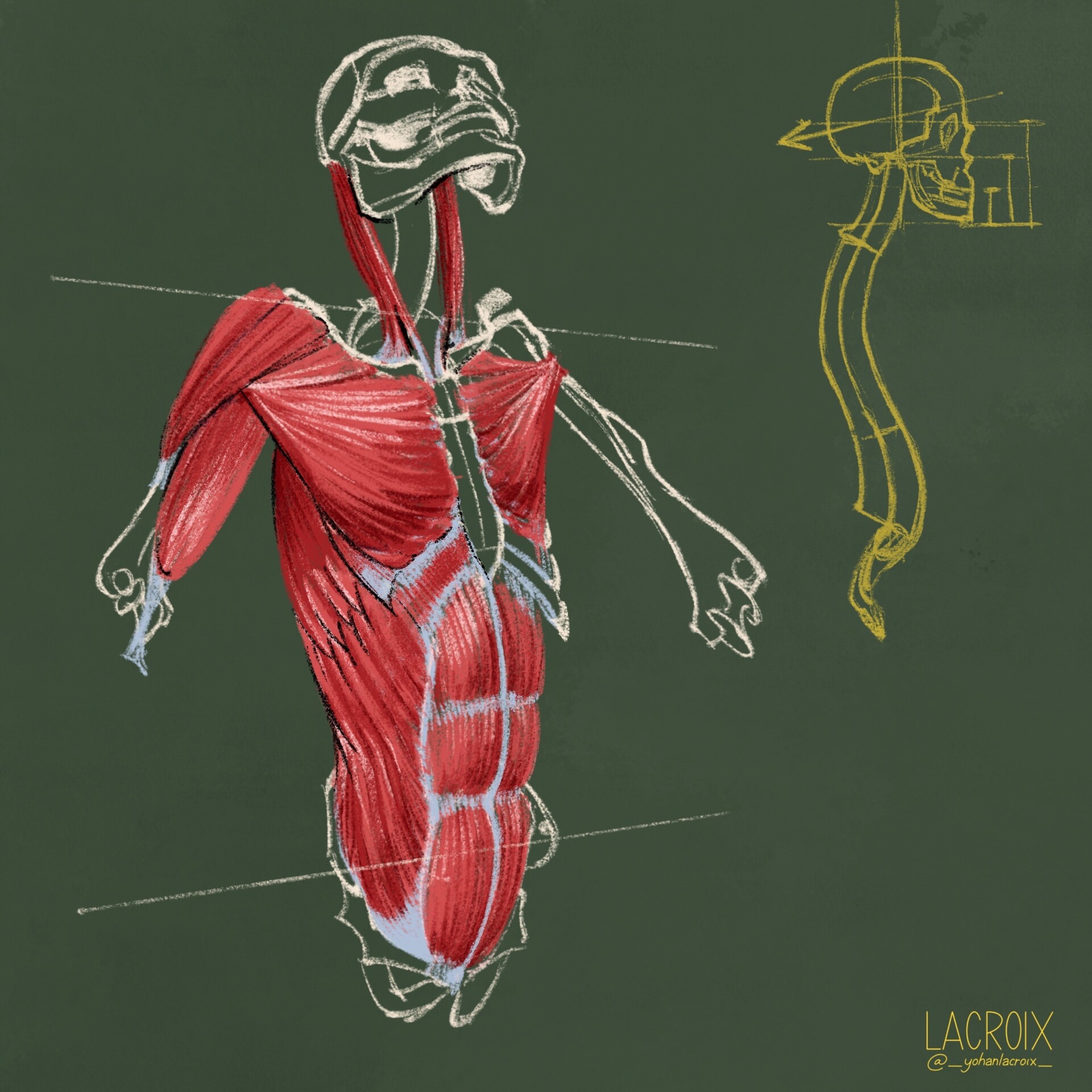 ArtStation - Torso study - Anatomy
