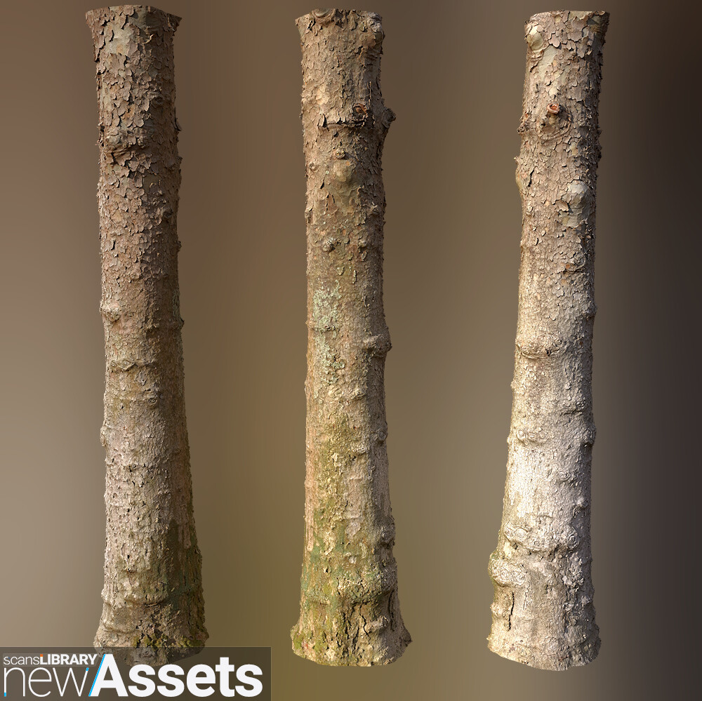 ArtStation - NEW - 3D Tree Scans