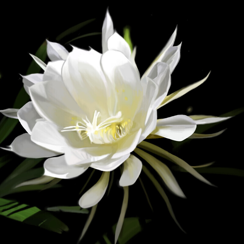 ArtStation - Lady of The Night Flower - Digital Art