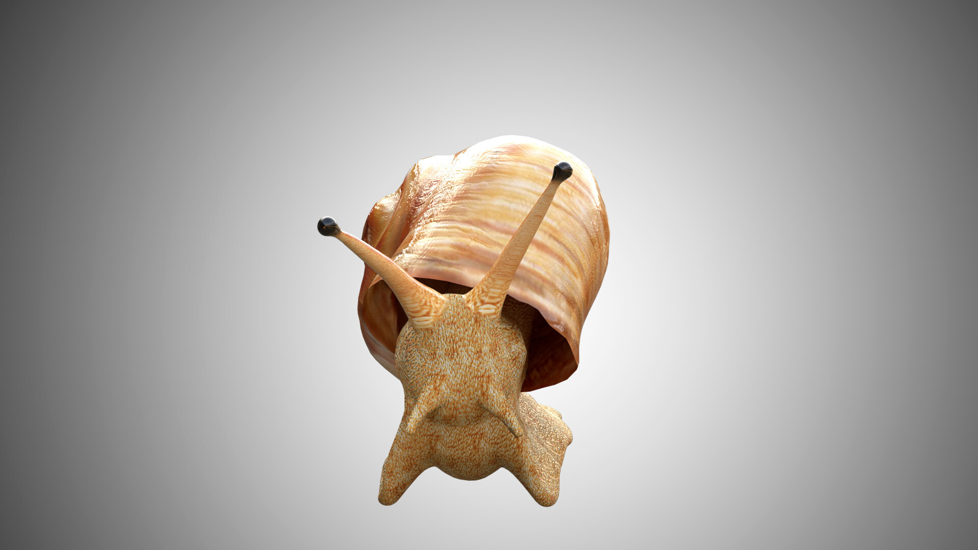 ArtStation - snail 3d realastic