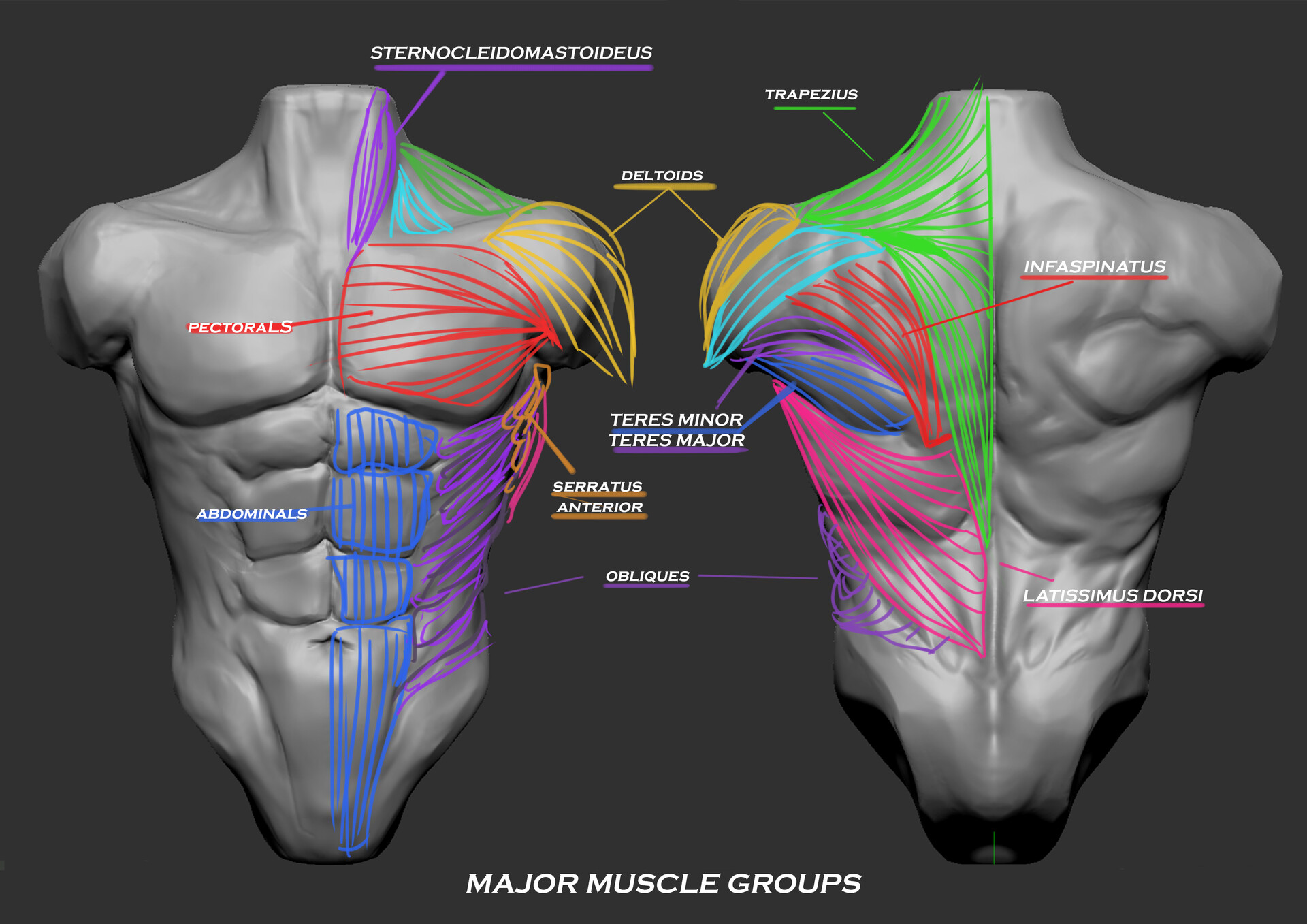 ArtStation - 3D Anatomy Studies