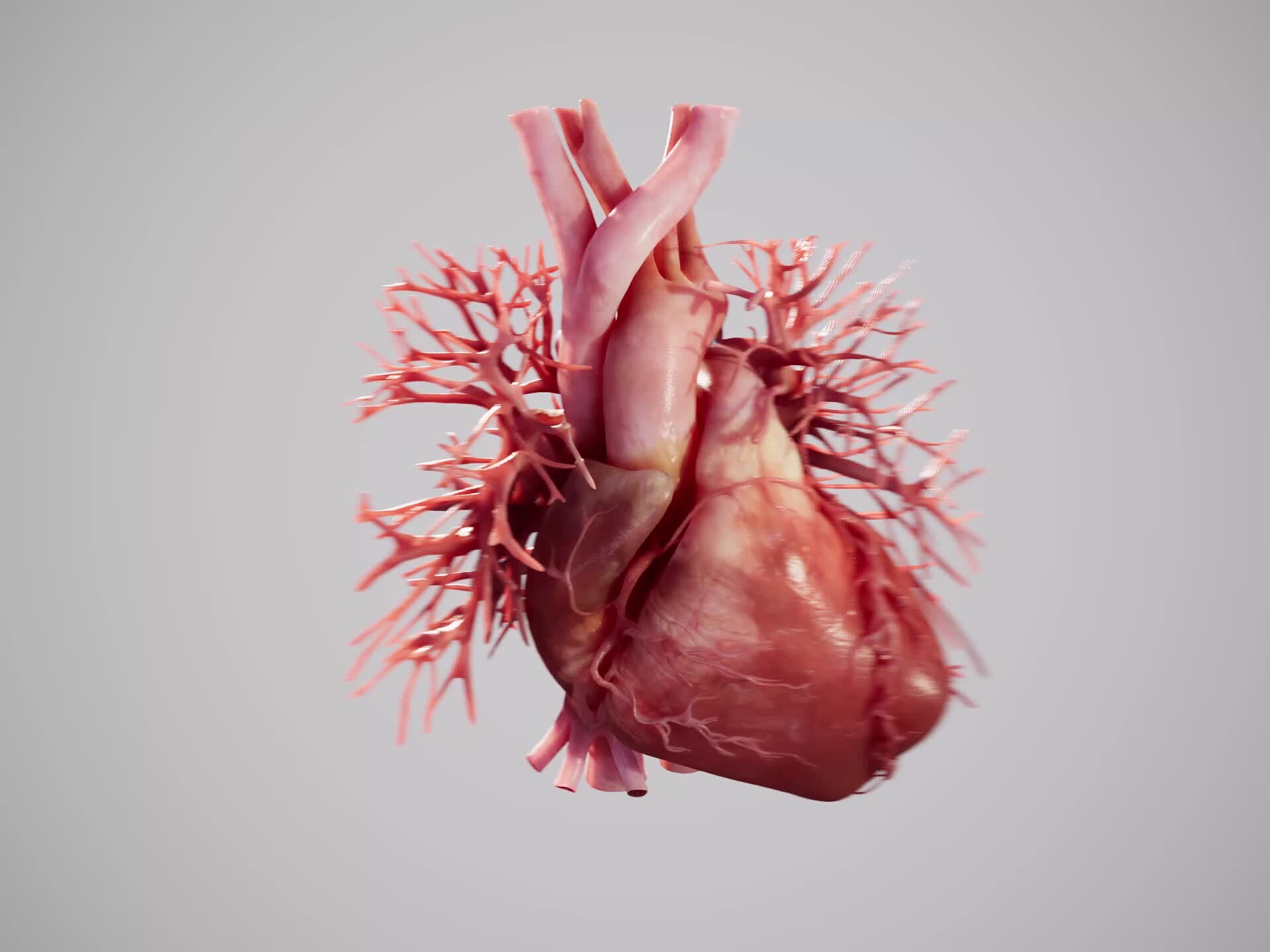 ArtStation - Cardiology