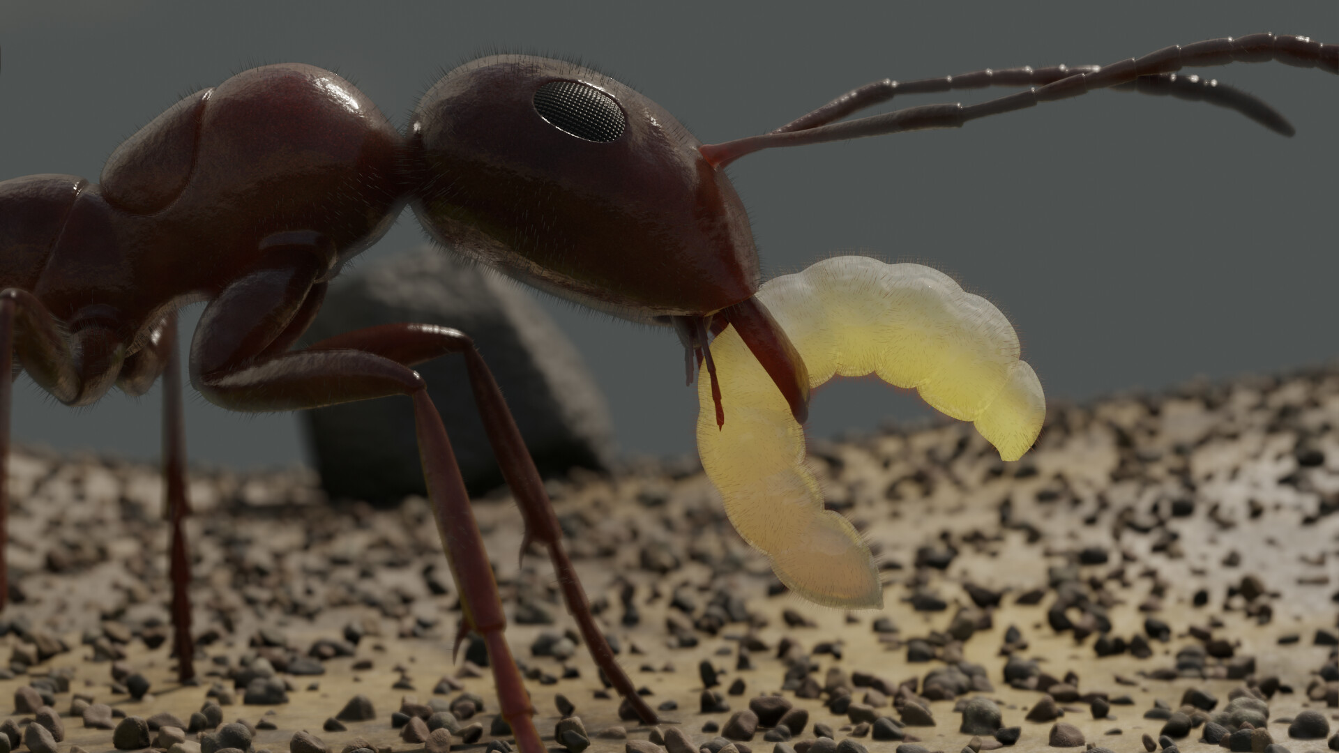 ArtStation - Ant and larva