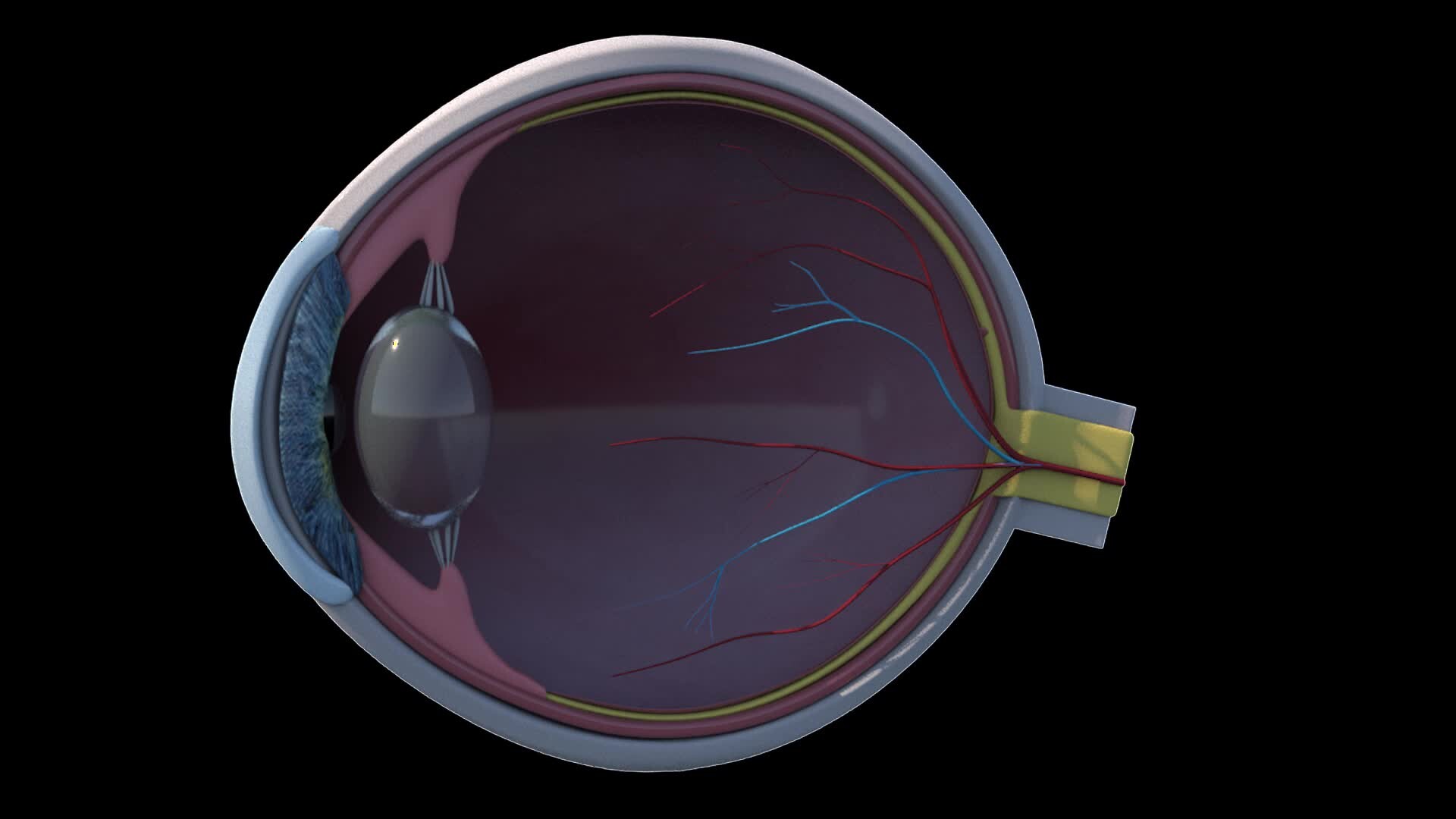 ArtStation - Eye Animation | Medical Animation