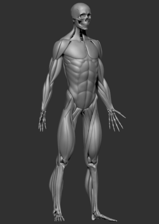 ArtStation - Anatomy Practice - Ecorche