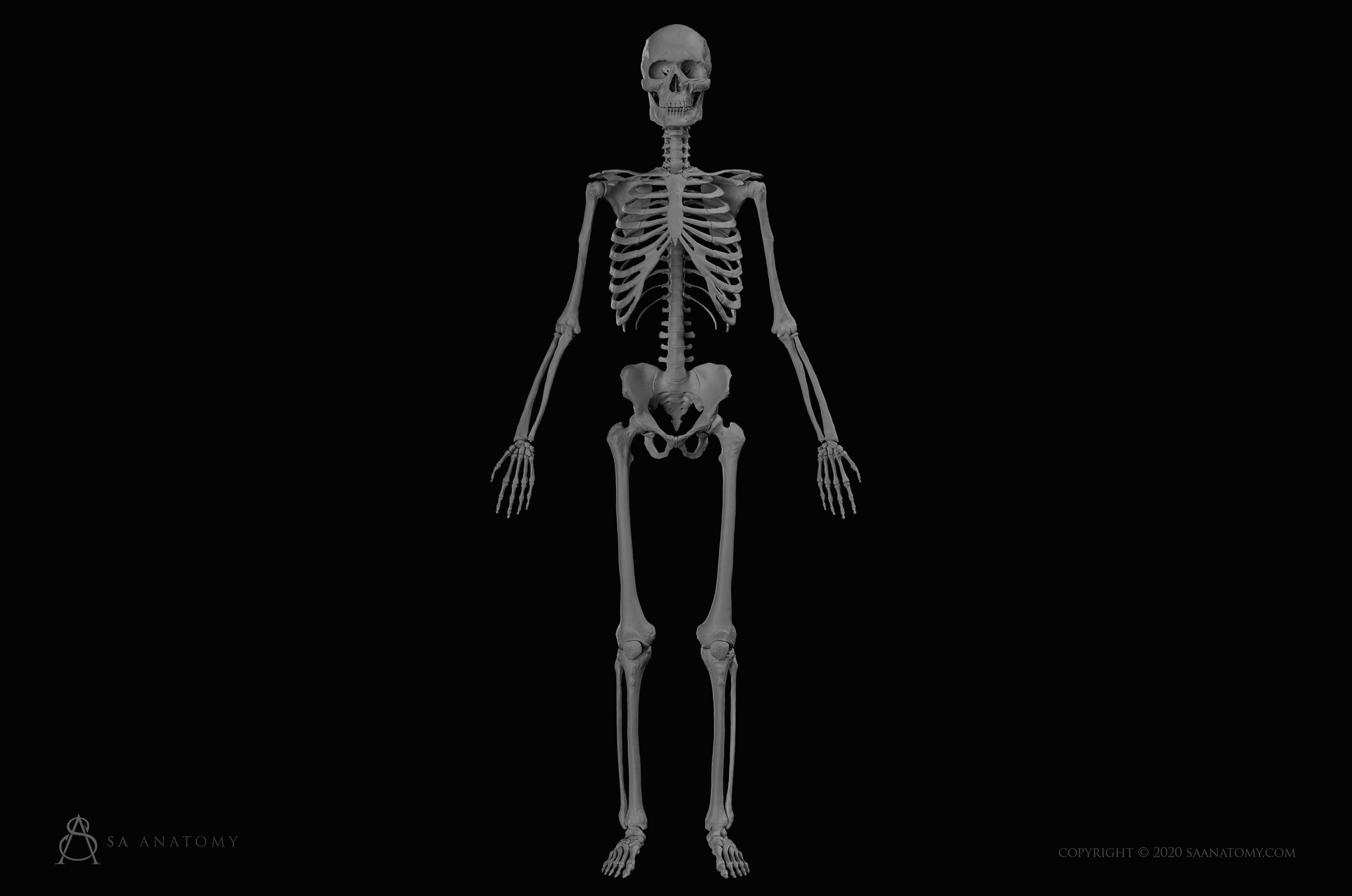 ArtStation - HD Male Skeletal System