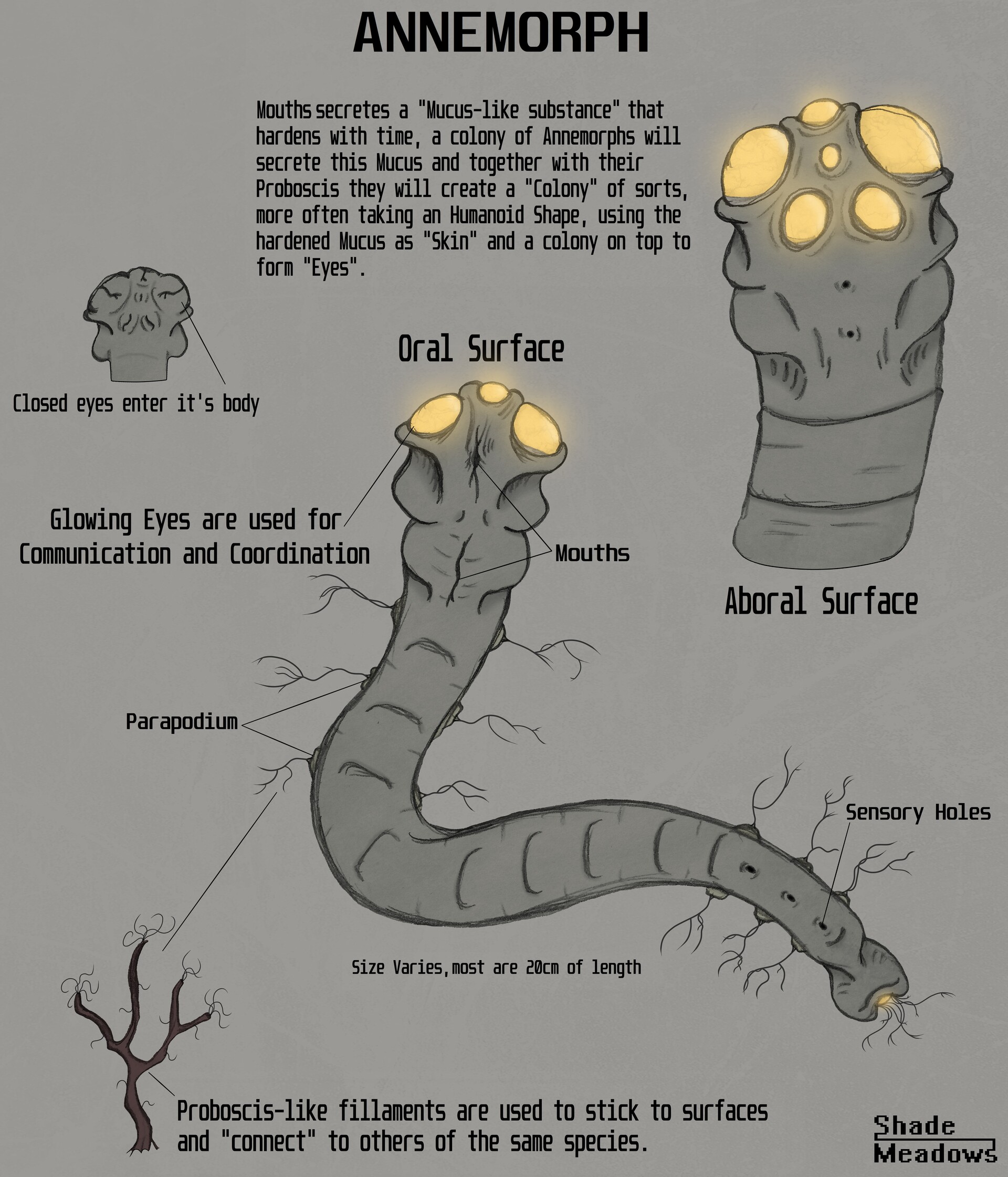 ArtStation - Creature File - Annemorph