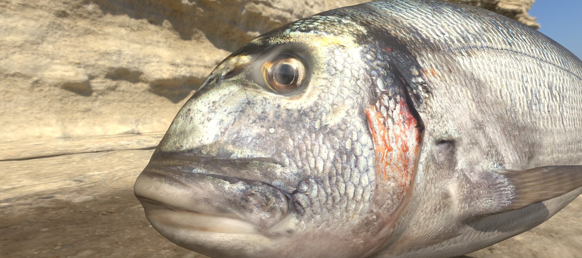 ArtStation - Gilthead Sea Bream Photorealistic mediterranean fish model ...