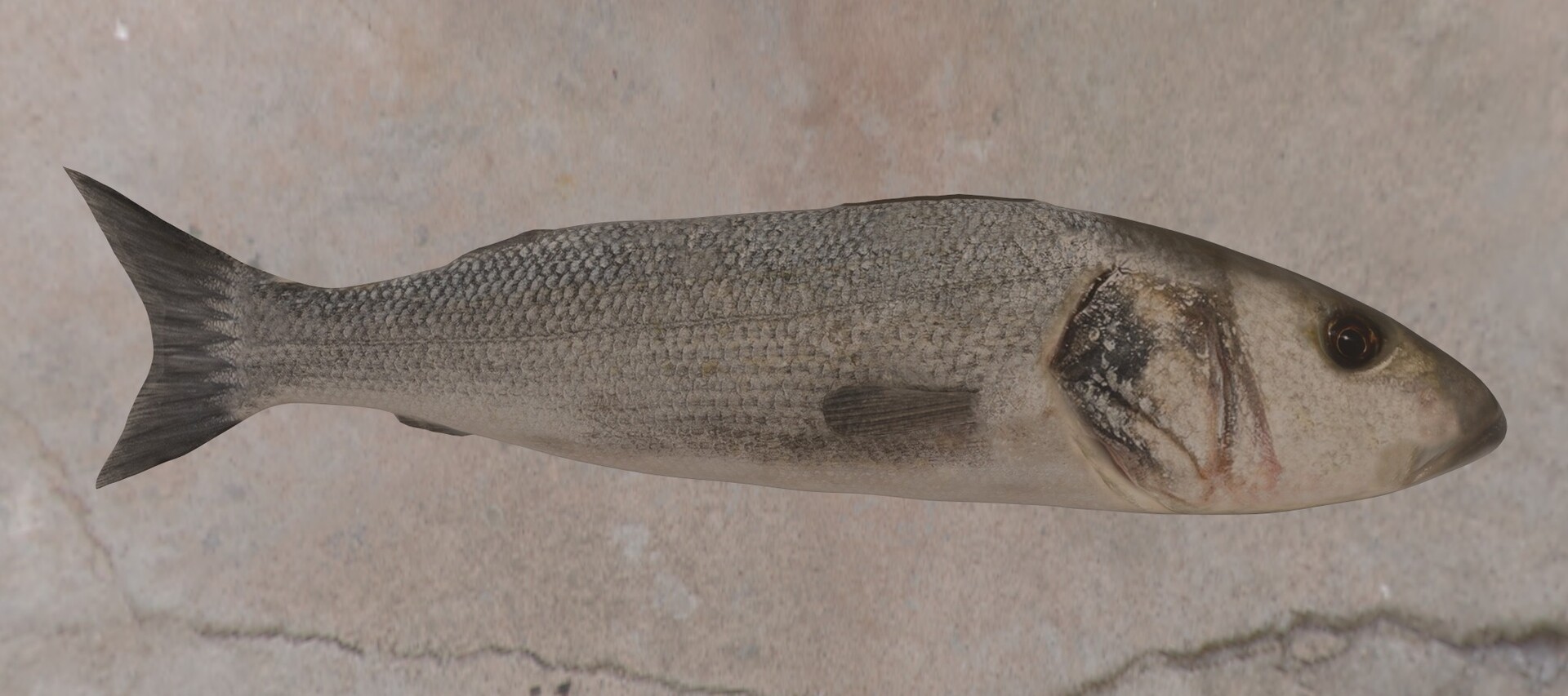ArtStation - Fish Sea bass Photorealistic 3d model Rigged Animated Low ...