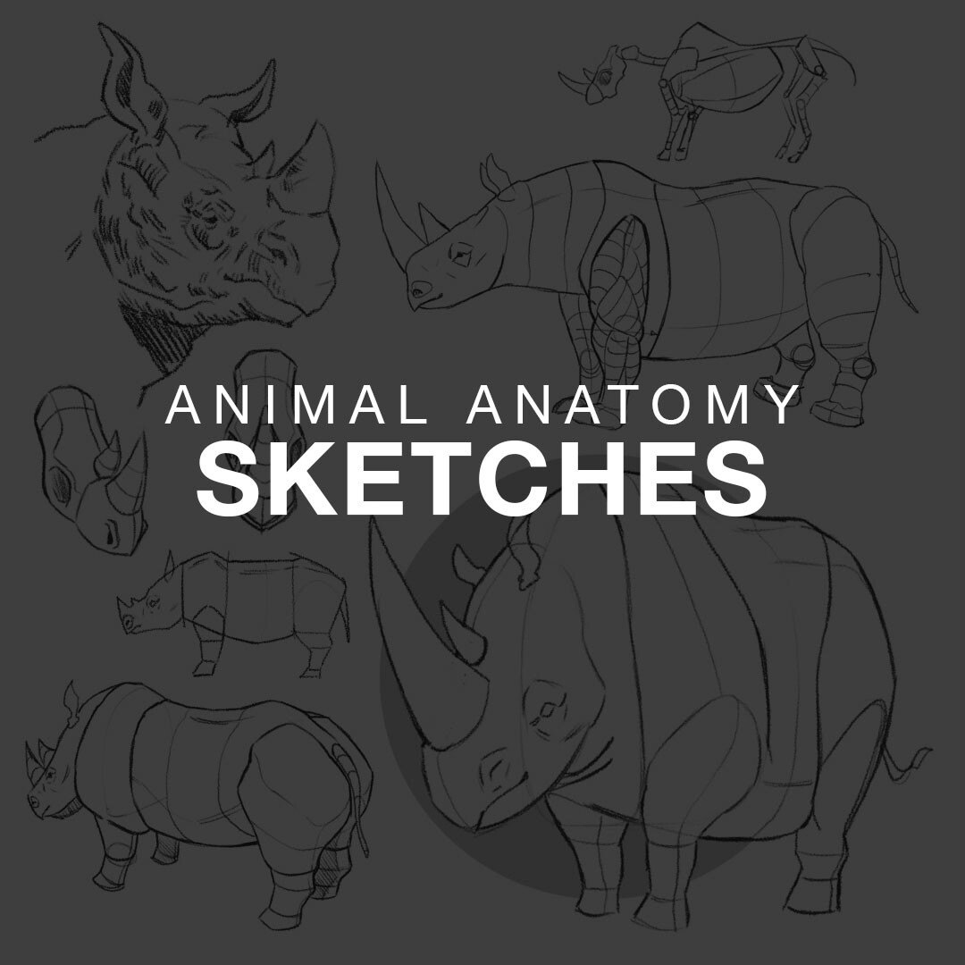 ArtStation - Animal Anatomy