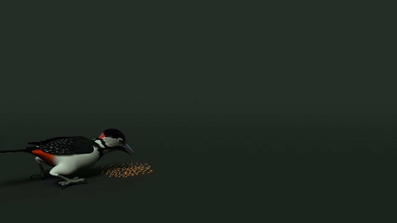 ArtStation - Bird Animation