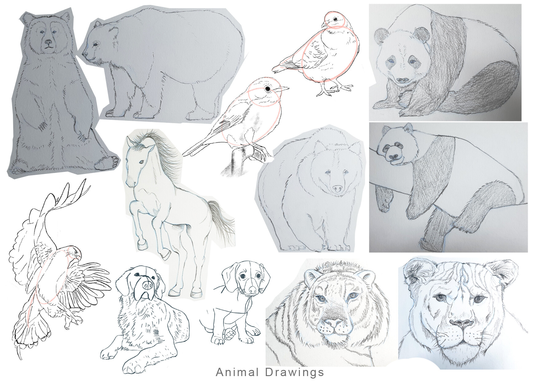 ArtStation - Animal Locomotion Drawings