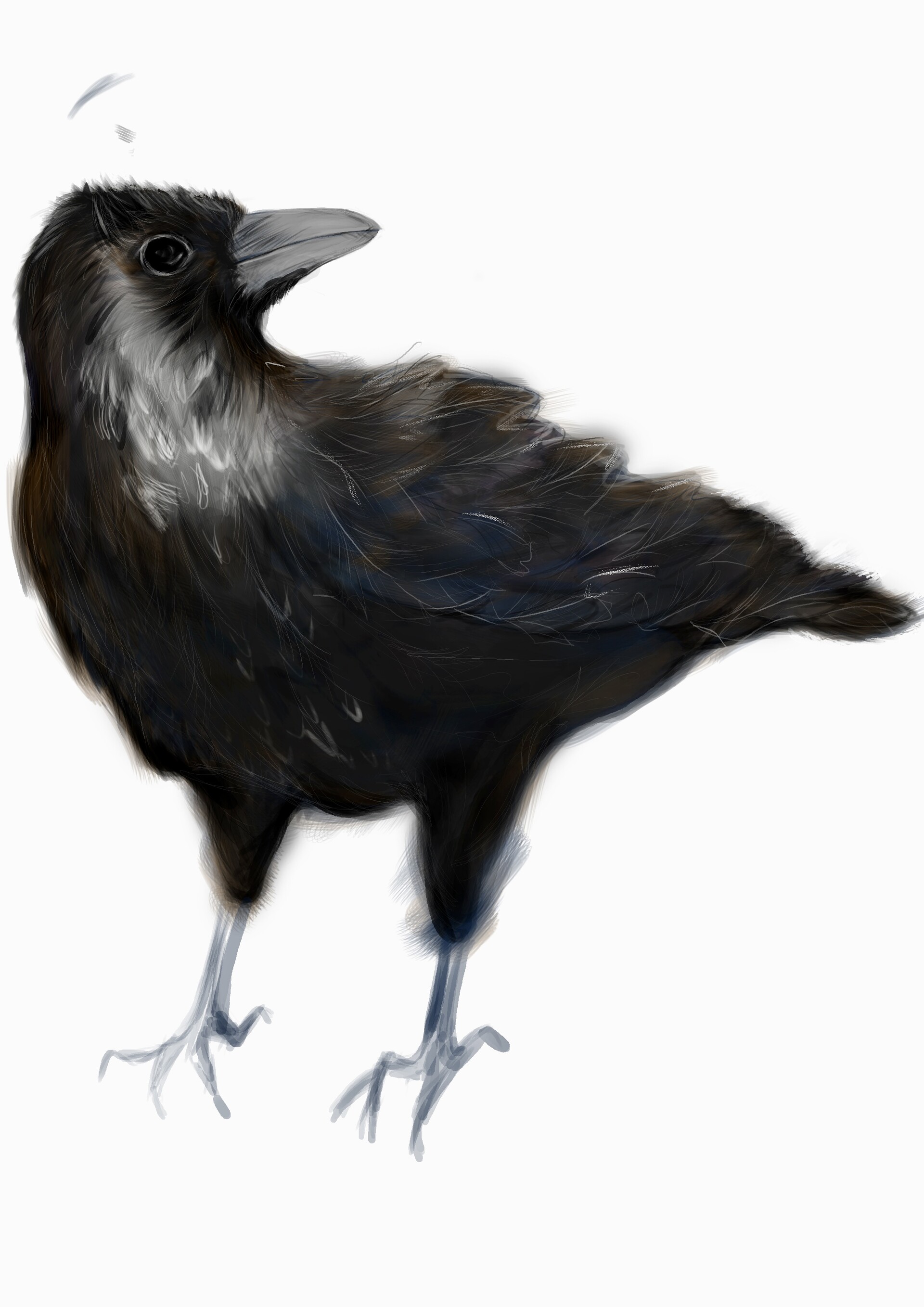 ArtStation - Crow, Digital Drawing