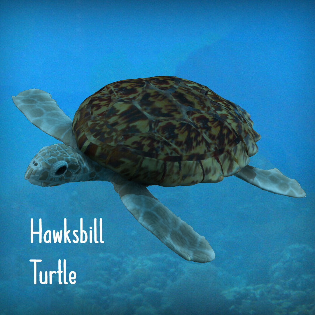 Bernardo Medeiros - Hawksbill Turtle