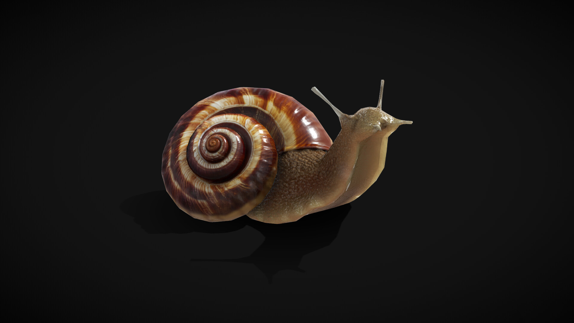 ArtStation - Snail