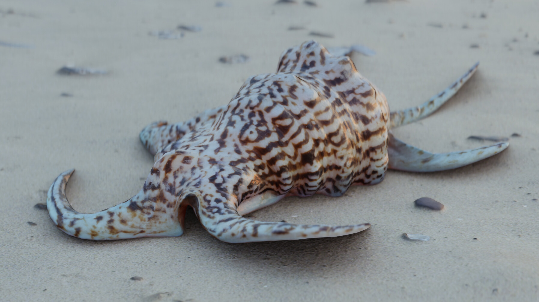 ArtStation - 20210131_Shell