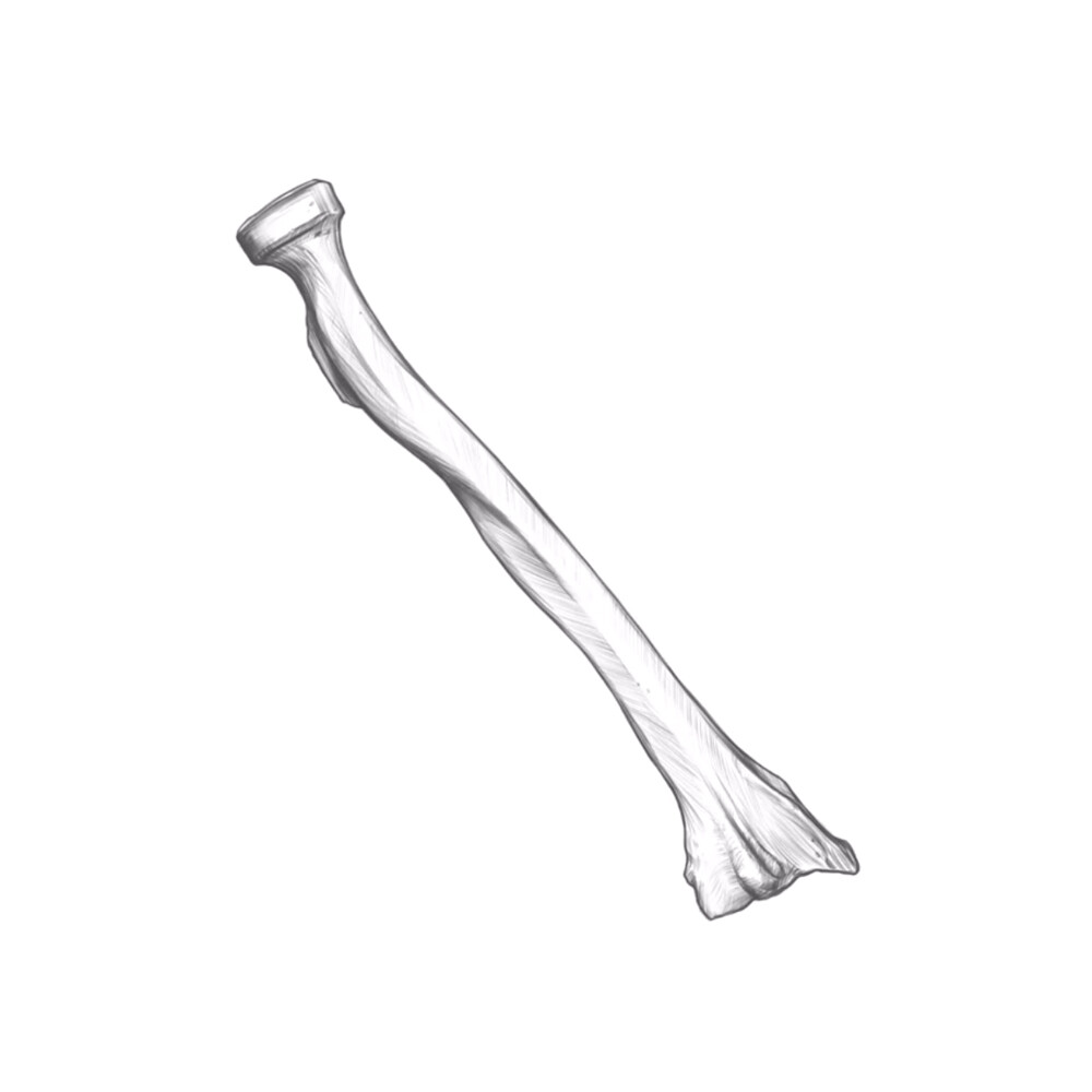 ArtStation - Anatomy drawing time-lapse, Radius.