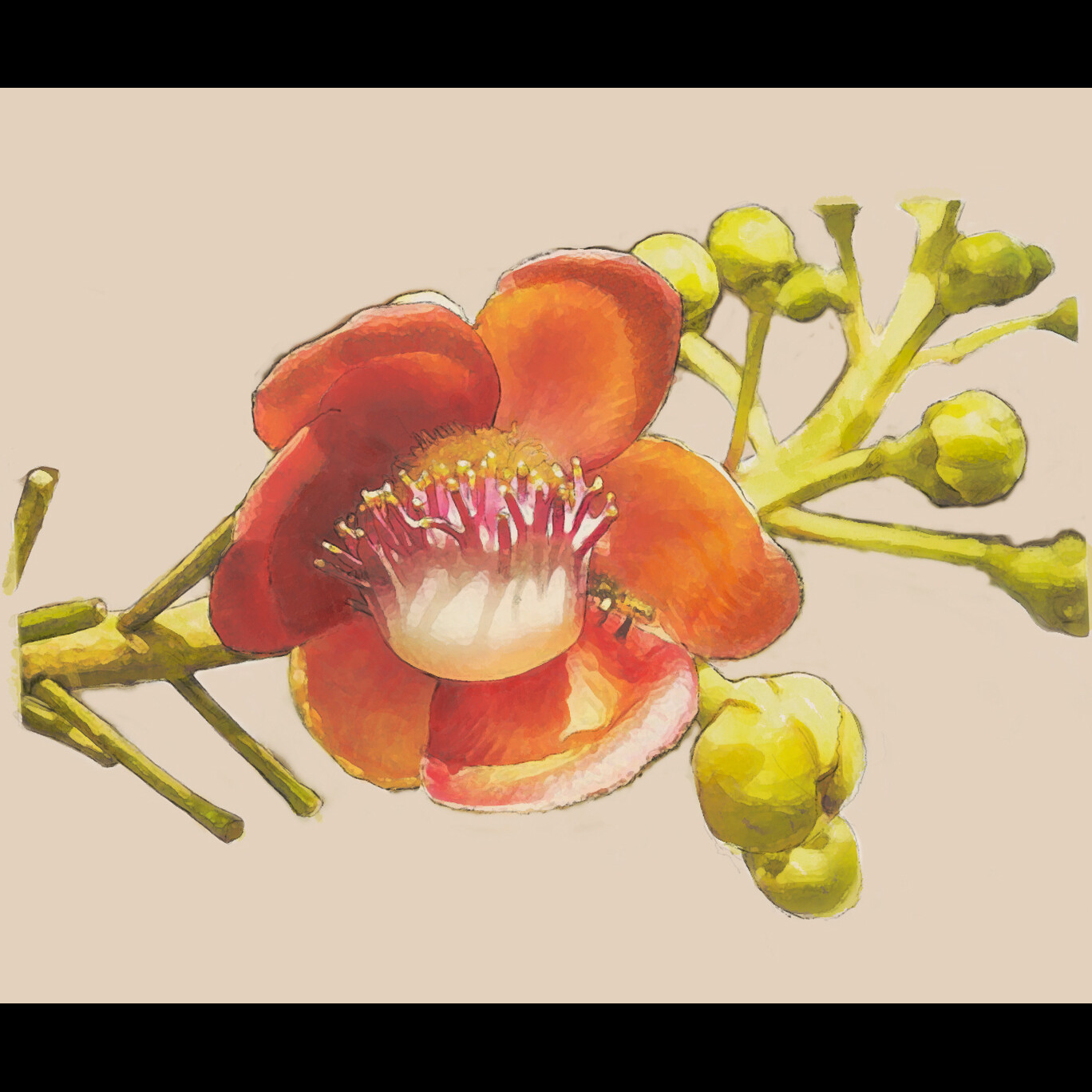 Jesse Wood - Cannonball Tree Flower