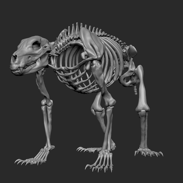 ArtStation - Bear_Skeleton