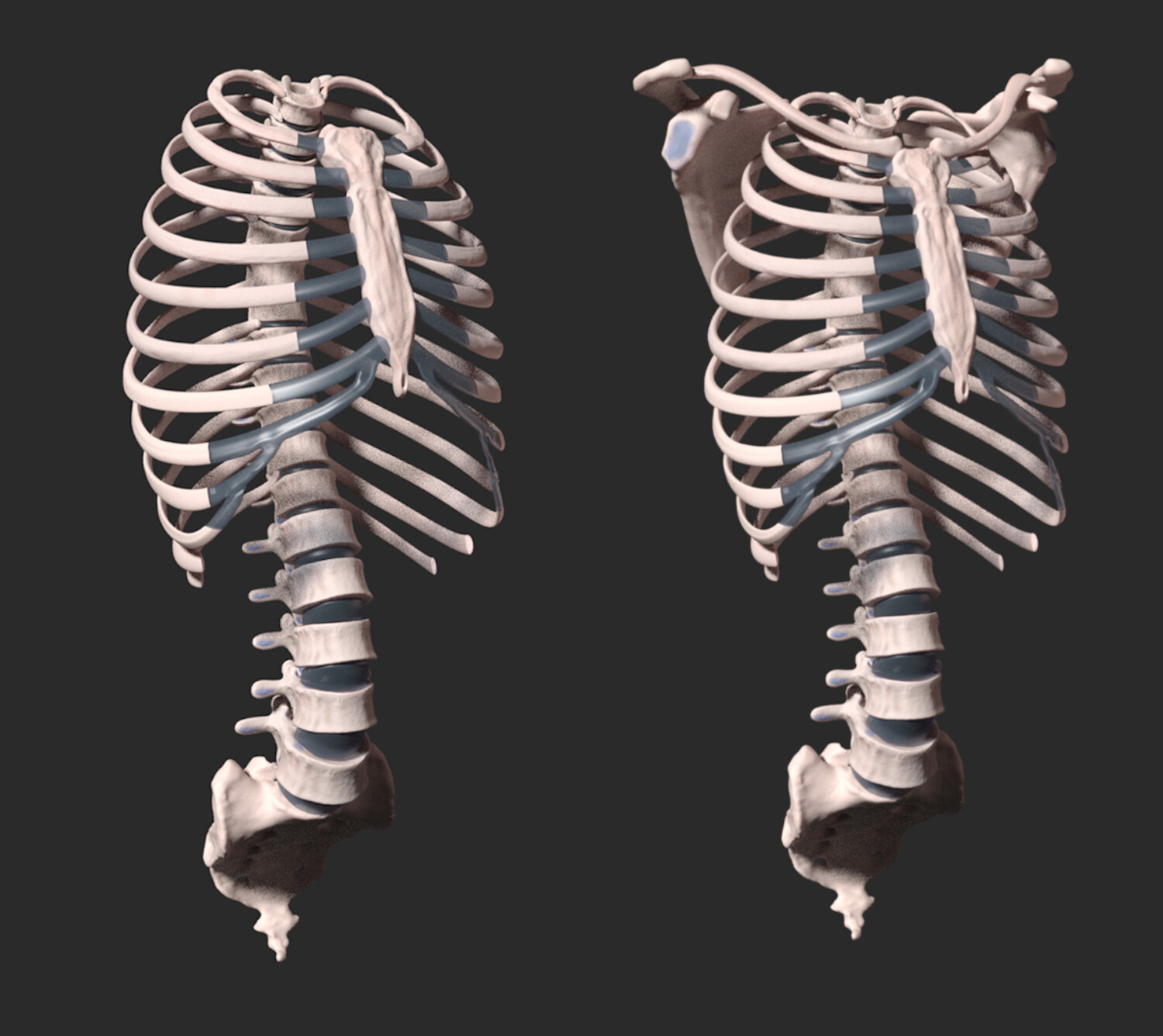 ArtStation - Thoracic Skeleton 3D Model (Maya)